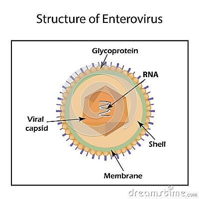 The Structure Of The Enterovirus. Cartoon Vector | CartoonDealer.com ...
