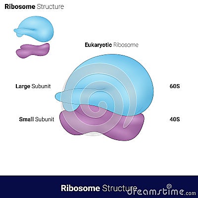 Structure Eukaryotic Ribosome 80S Ribosome Showing Smaller And Larger ...