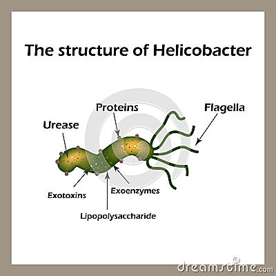 The Structure Of Helicobacter Pylori. Infographics. Vector Illustration ...