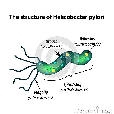 The Structure Of Helicobacter Pylori. Infographics. Cartoon Vector ...