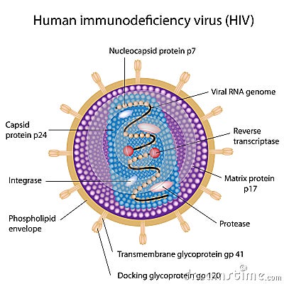 Structure Of HIV Stock Photography - Image: 23617032
