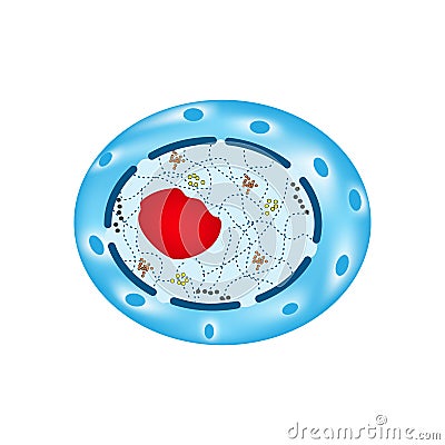 The Structure Of The Human Cell Nucleus. Infographics. Vector ...