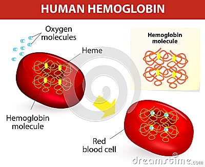 Structure Of Human Hemoglobin Vector Illustration | CartoonDealer.com ...