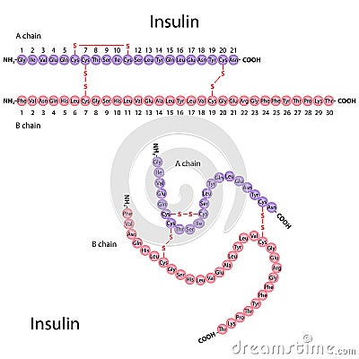 Structure Of Human Insulin Stock Images - Image: 27081204