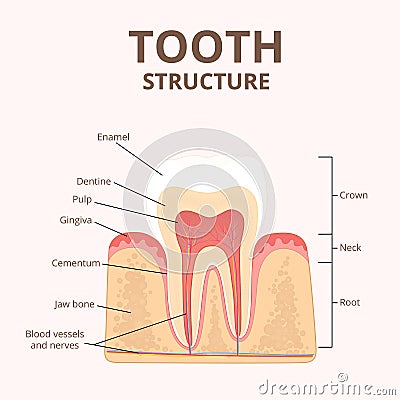 Structure Of Human Teeth Cartoon Vector | CartoonDealer.com #85598851