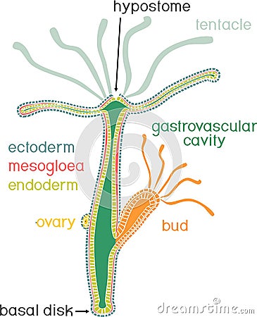 Structure Of Hydra. Cross-section Of Hydra Polyp. Educational Material ...