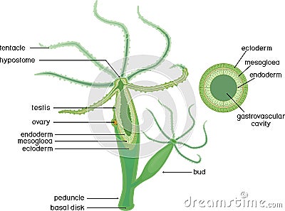 Structure Of Hydra. Cross-section Of Hydra Polyp. Cartoon Vector ...