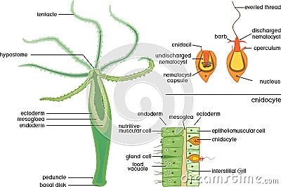 Structure Of Hydra. Cross-section Of Hydra Polyp. Cartoon Vector ...