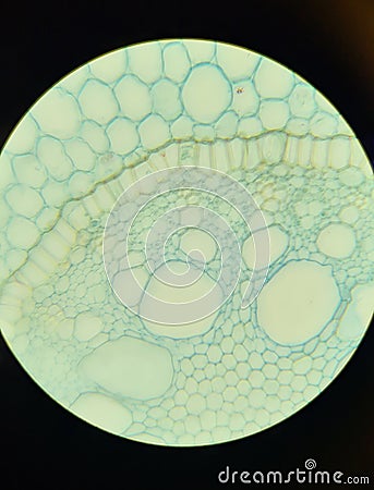 Structure Of Iris Root, Microscopic Photography | CartoonDealer.com ...