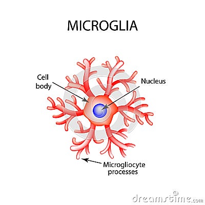 The Structure Of Microglia. Neuron. Nerve Cell. Infographics. Vector ...