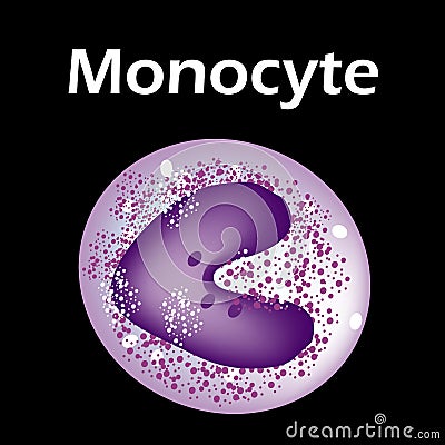 The Structure Of The Monocyte. Monocytes Blood Cell. Macrophage. White ...