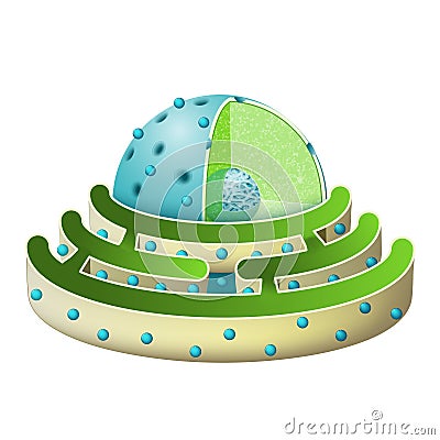 Structure Of Nucleus And Rough Endoplasmic Reticulum Cartoon Vector ...