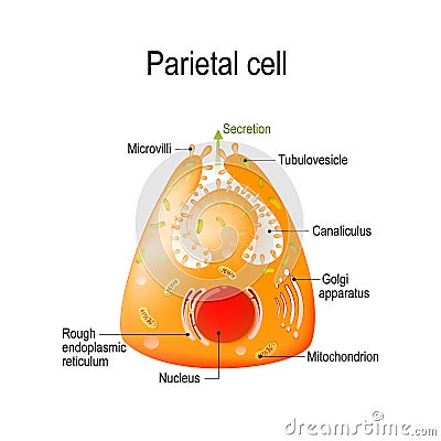 Structure Of A Parietal Oxyntic Or Delomorphous Cell Vector ...