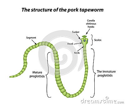 The Structure Of The Pork Tapeworm. Vector Illustration On Isolated ...