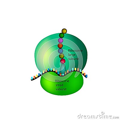 The Structure Of The Ribosome. Infographics. Vector Illustration On ...