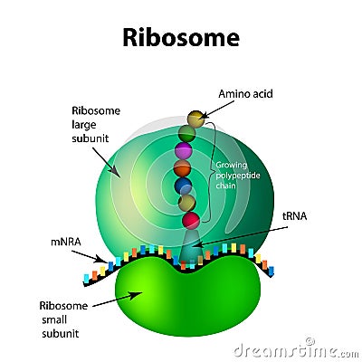 The Structure Of The Ribosome. Infographics. Vector Illustration On ...