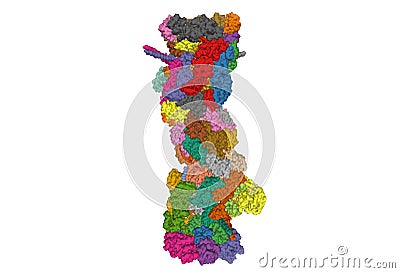 Structure Of 26S Proteasome, 3D Surface Model Isolated, White ...