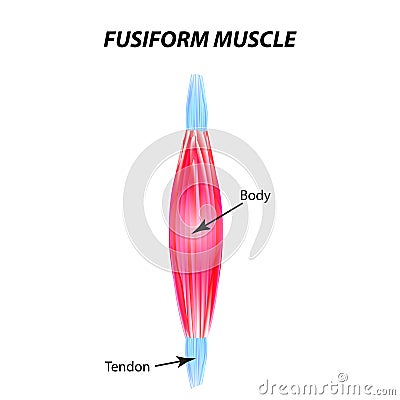 The Structure Of Skeletal Muscle. Fusiform Muscle. Tendon. Infographics ...
