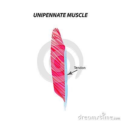The Structure Of Skeletal Muscle. Unipennate Muscle. Tendon ...