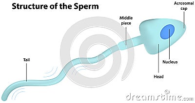 Structure Of The Sperm Stock Vector - Image: 41851805