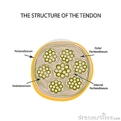 Structure Of Tendon. Infographics. Vector Illustration On Isolated ...