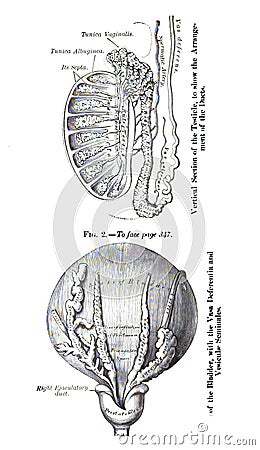 Structure Of A Testicle And Bladder Anatomy From An Atlas Of Human ...