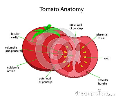 Structure Of A Tomato Stock Vector - Image: 84796568