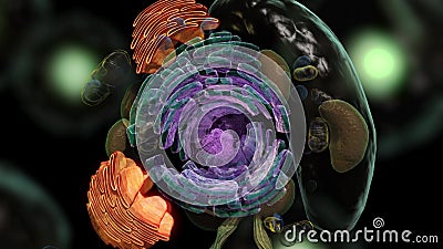 Structure of a Typical Animal Cell Consisting of Nucleolus Stock ...
