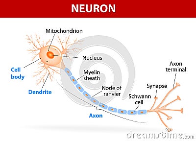 Structuur Van Een Typisch Neuron Royalty-vrije Stock Foto's ...