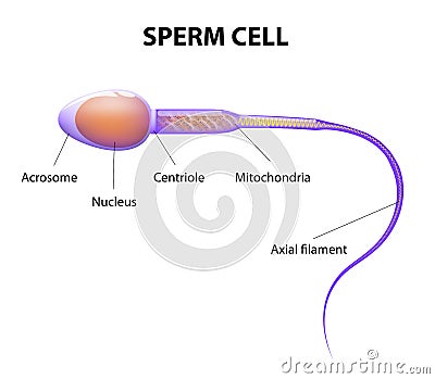 Structuur Van Een Zaadcel Vector Illustratie - Afbeelding: 43980330