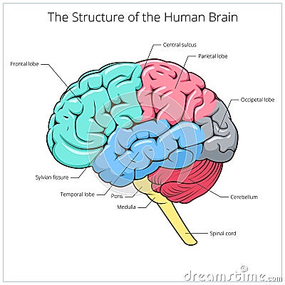 Structuur Van Menselijke Hersenen Schematische Vector Vector ...