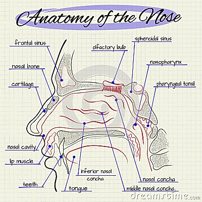 Struktur Der Menschlichen Nase Vektor Abbildung - Bild: 55649893