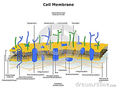 Struktur Der Zellmembran-(Plasma-Membran) Stock Abbildung - Bild: 52348388