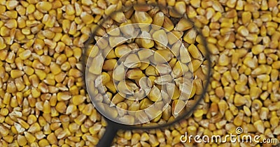 Study of Rotating Corn Grains with a Magnifying Glass. Sharpness in the ...