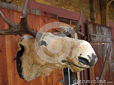 Stuffed Moose Head In Bergen (Norway) Stock Photo - Image: 74088429