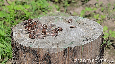 Stump crawling pile bugs stock footage. Video of black - 40803520