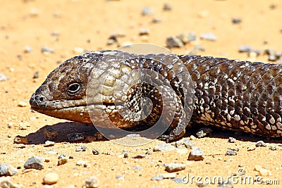 Stumpy Tailed Lizards (Tiliqua Rugosa) Abound In Rural Australia Stock ...