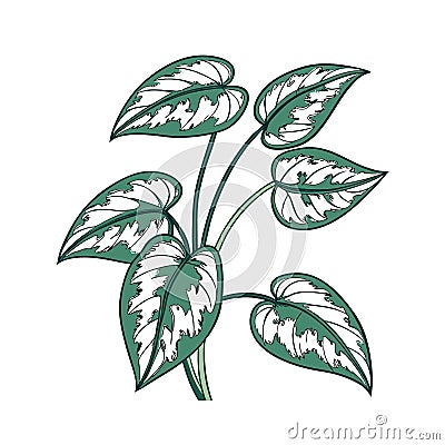 Stylish Scindapsus Pictus Houseplant Design Royalty-Free Stock Image ...
