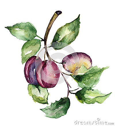 Stylized Illustration Of Plums | CartoonDealer.com #80702922
