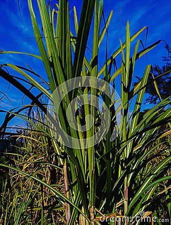 Sugar Cain Plant With Blue Sky Backround In India Royalty-Free Stock ...