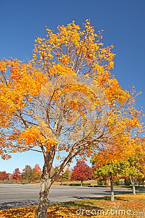 Sugar Maple Tree In Fall Stock Photo - Image: 67716215