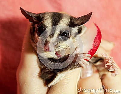 Sugar Possum Australian Sleeping Peacefully In Her Arms Stock Photo ...