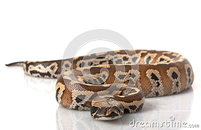 Blood python stock photo. Image of python, brongersmai - 20409026