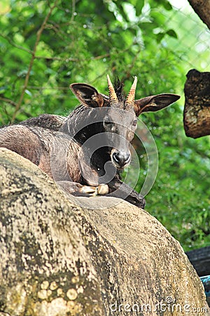 Sumatran Serow Stock Photo | CartoonDealer.com #14382084