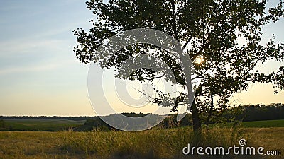 Summer landscape with tree stock video. Video of summer - 120347063