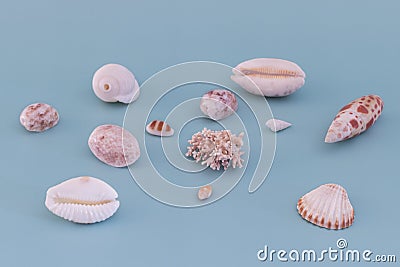 Summer Sea Background - Shells And Coral On A Blue Background. Royalty ...