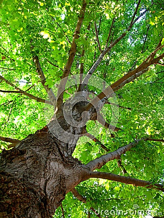 Summer Tree Royalty Free Stock Image - Image: 2842876