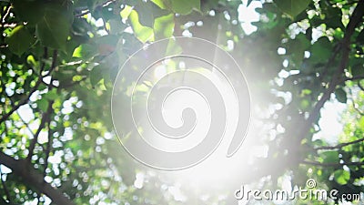 Sun Beaming Down between the Leaves Stock Video - Video of nature ...