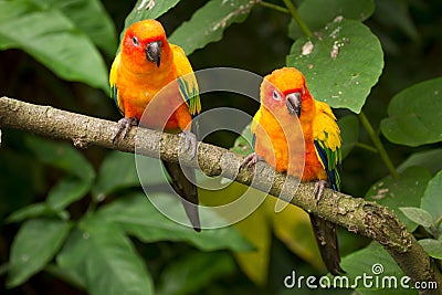Sun Parakeets Stock Photography - Image: 18536302