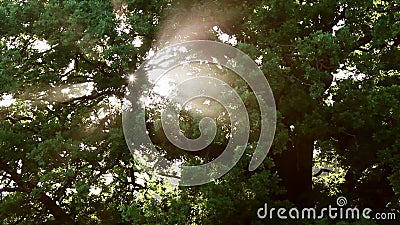 Sun S Rays Streaming through Oak Tree at Sunset Stock Video - Video of ...